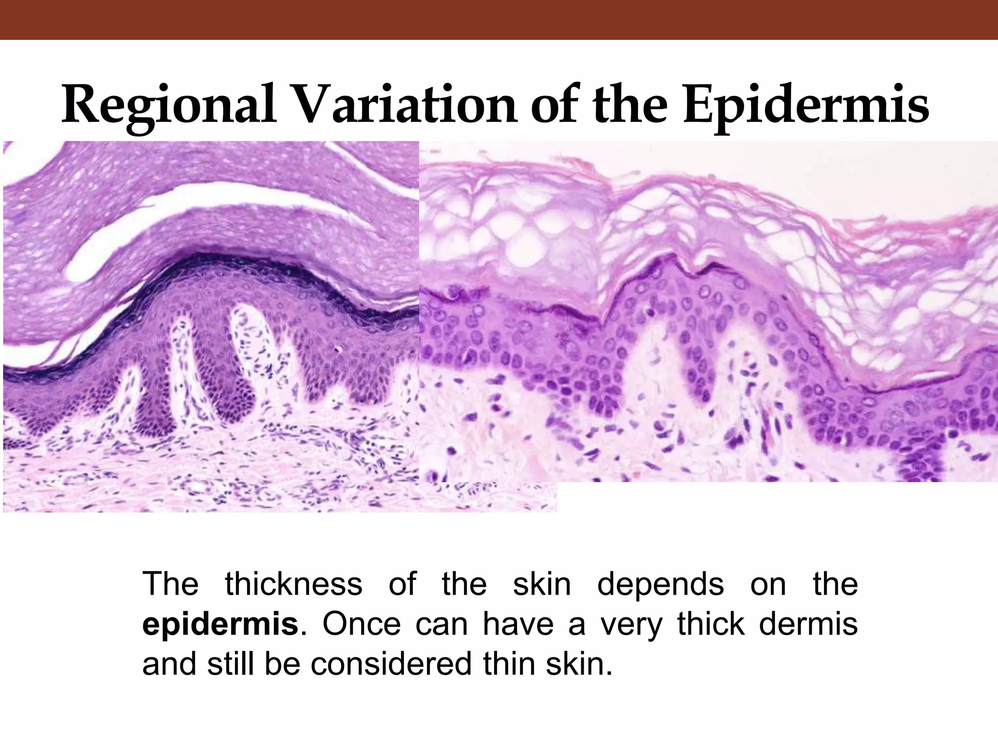 Histology of the Integument | PPTX