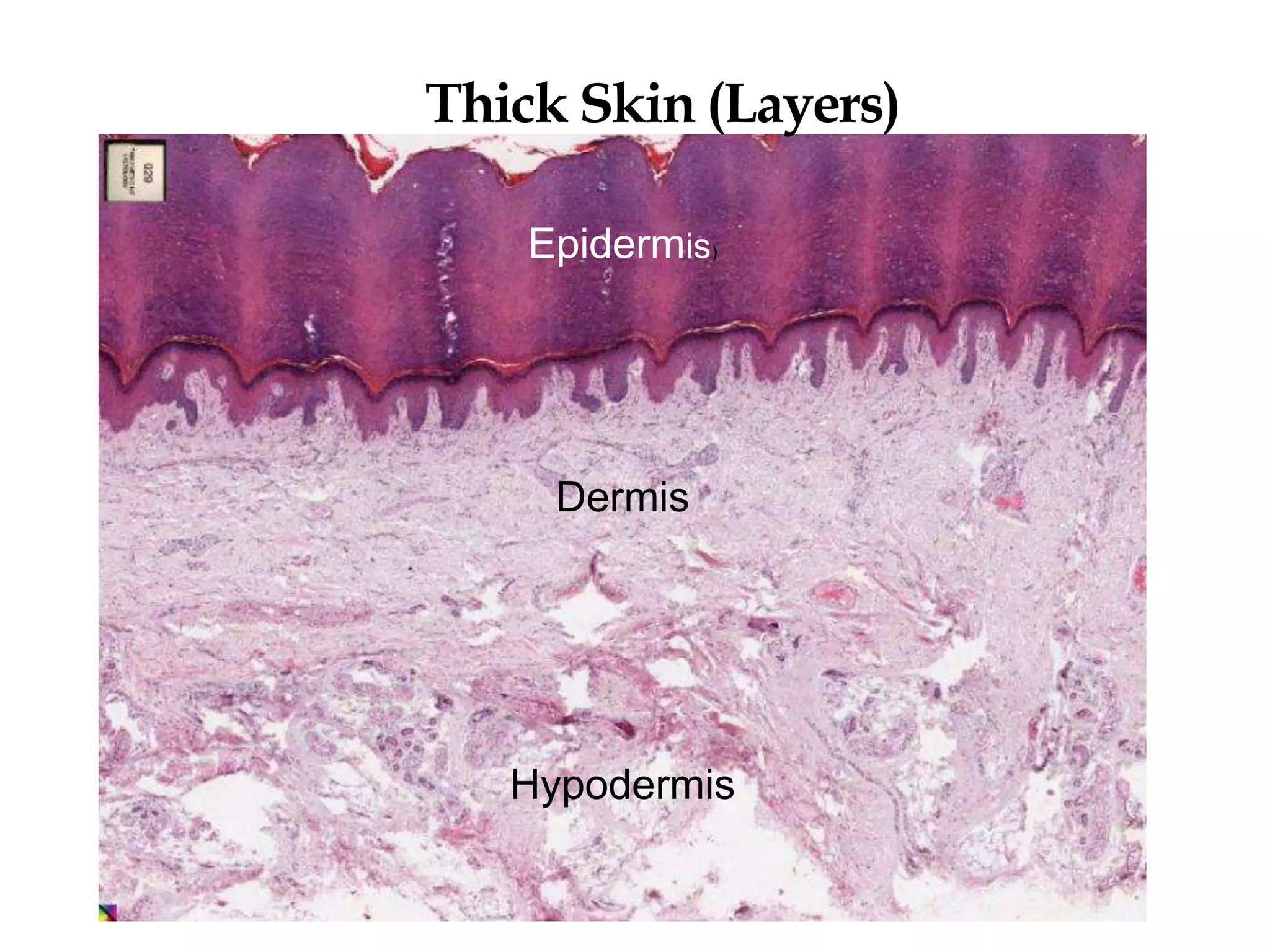 Histology of the Integument | PPTX