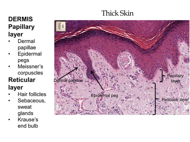 Histology of the Integument | PPTX
