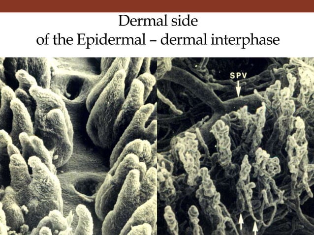 Histology of the Integument | PPTX