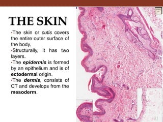 Histology of the Integument | PPTX