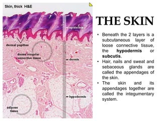 Histology of the Integument | PPTX