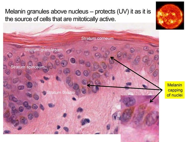 Histology of the Integument | PPTX