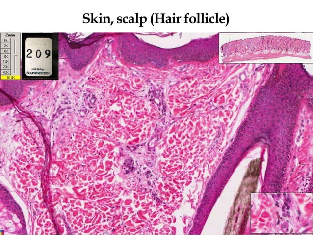 Histology of the Integument | PPTX