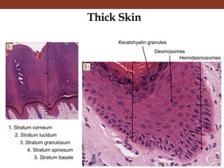 Stratum Corneum Slide