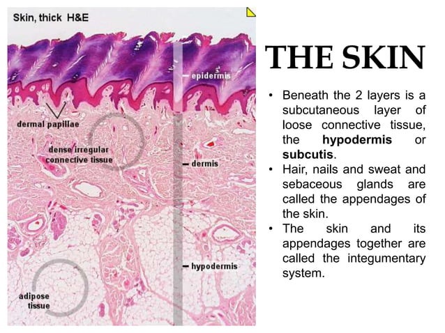 Histology of the Integument | PPT