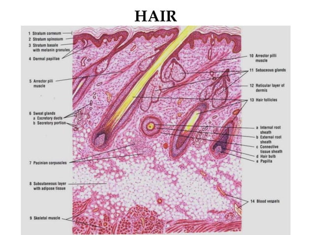 Histology of the Integument | PPT