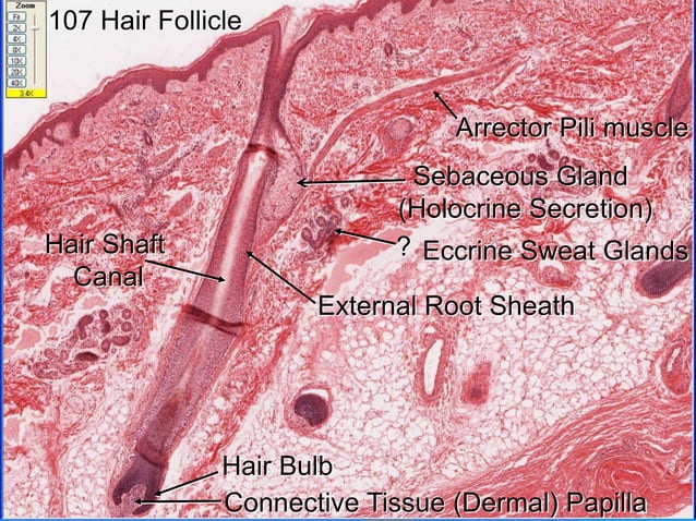 Histology of the Integument | PPT