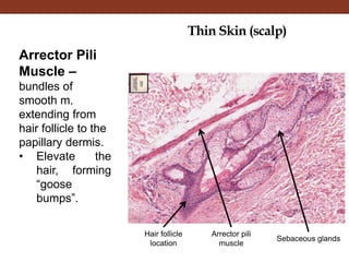 Histology of the Integument | PPT
