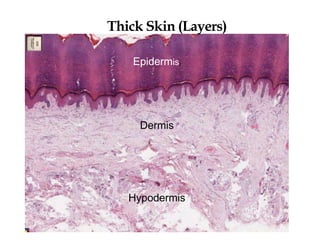 Hypodermis Histology