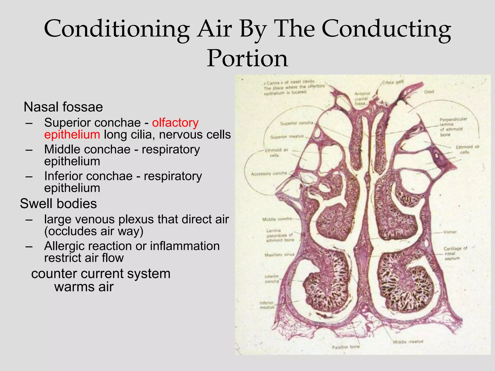 Histology of the Respiratory System | PPTX