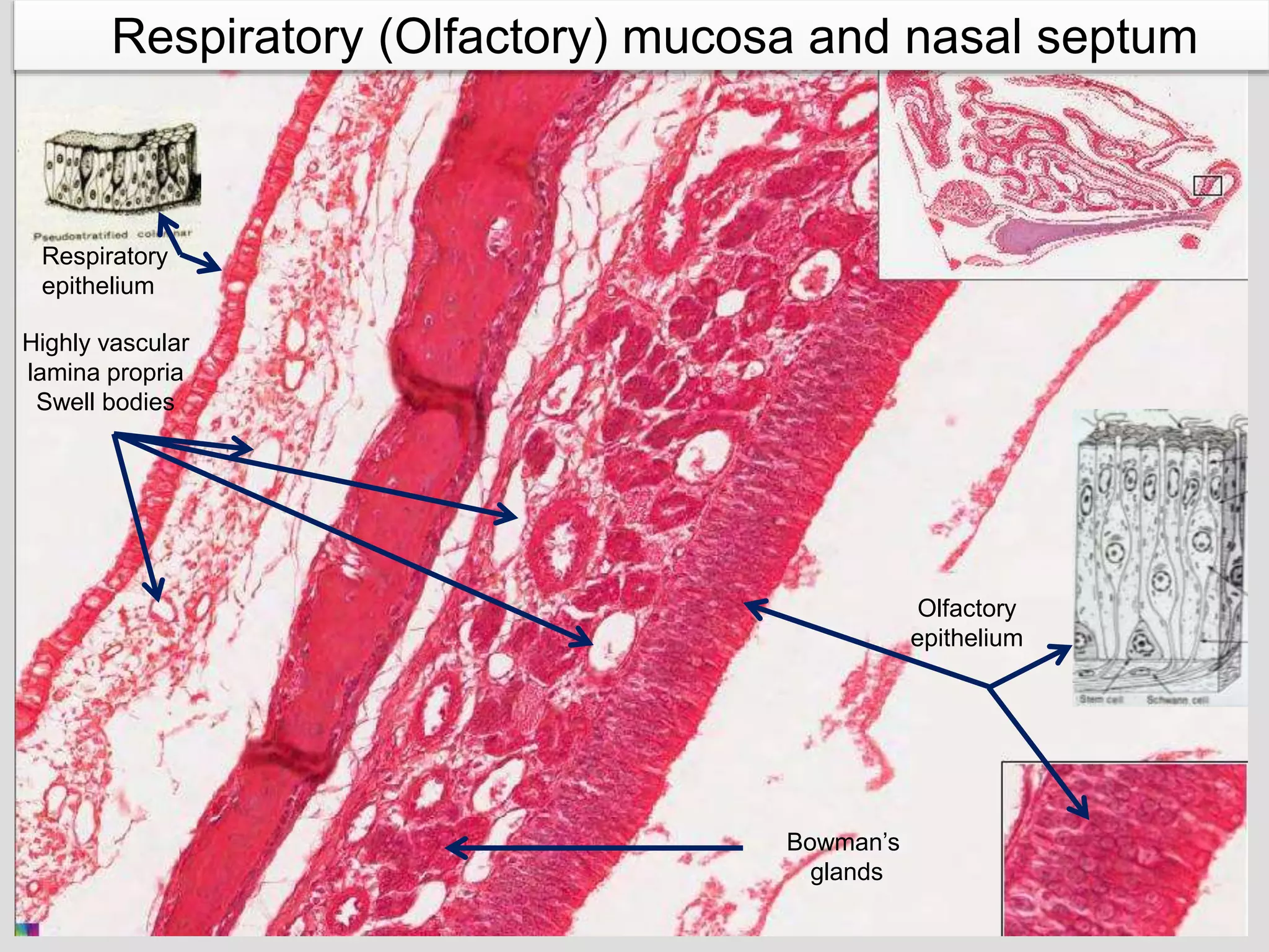 Histology Of Lower Respiratory Tract – OVNI