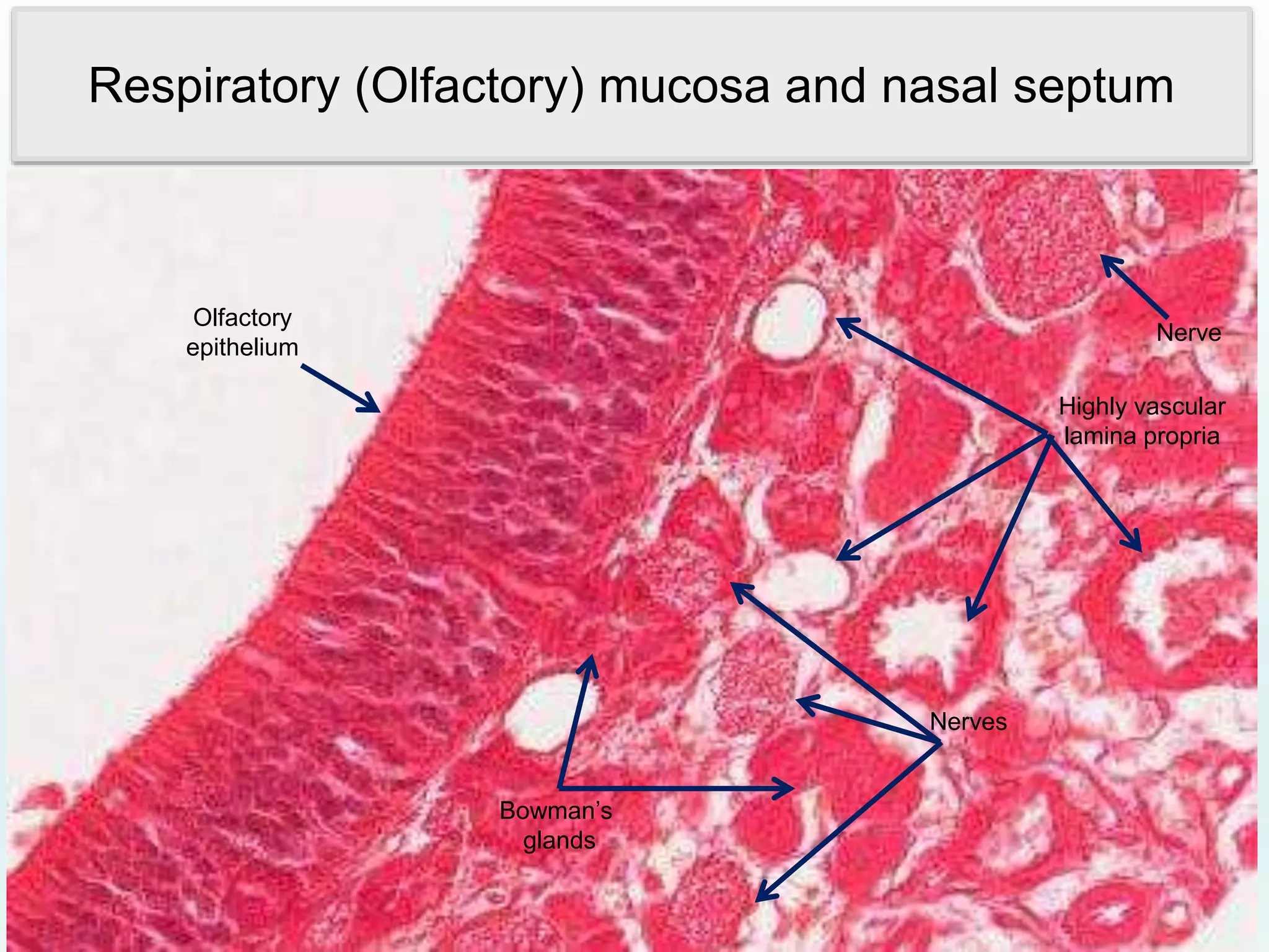 Histology of the Respiratory System | PPTX