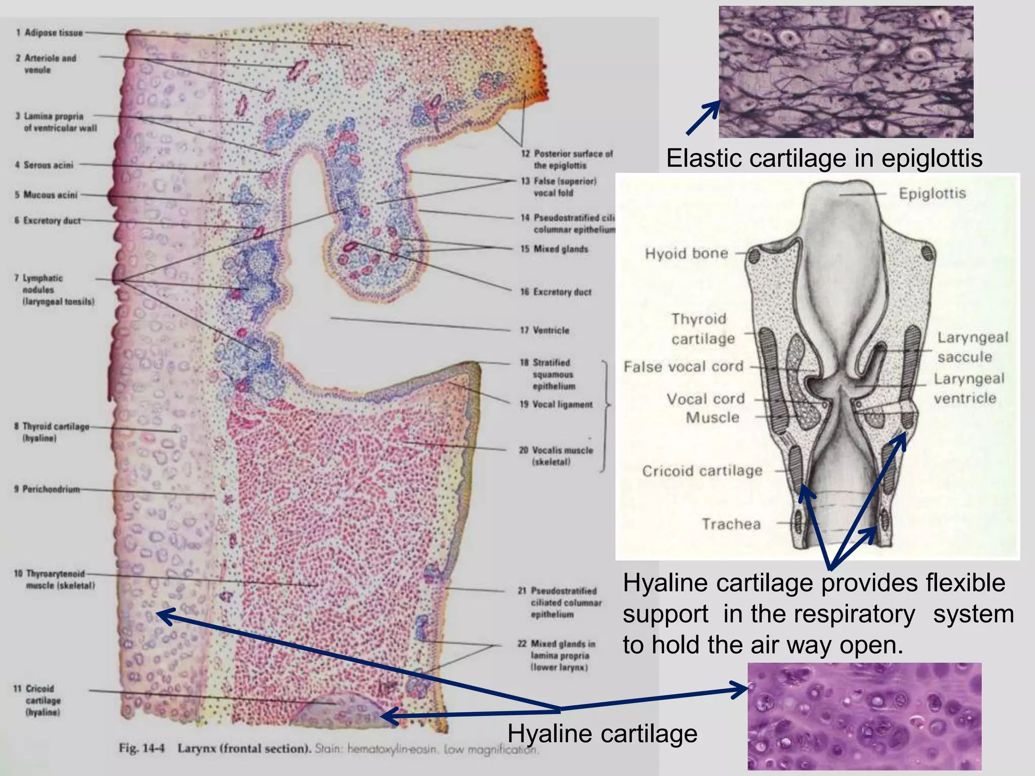 Anatomy And Histology Of The Respiratory System Anatomy