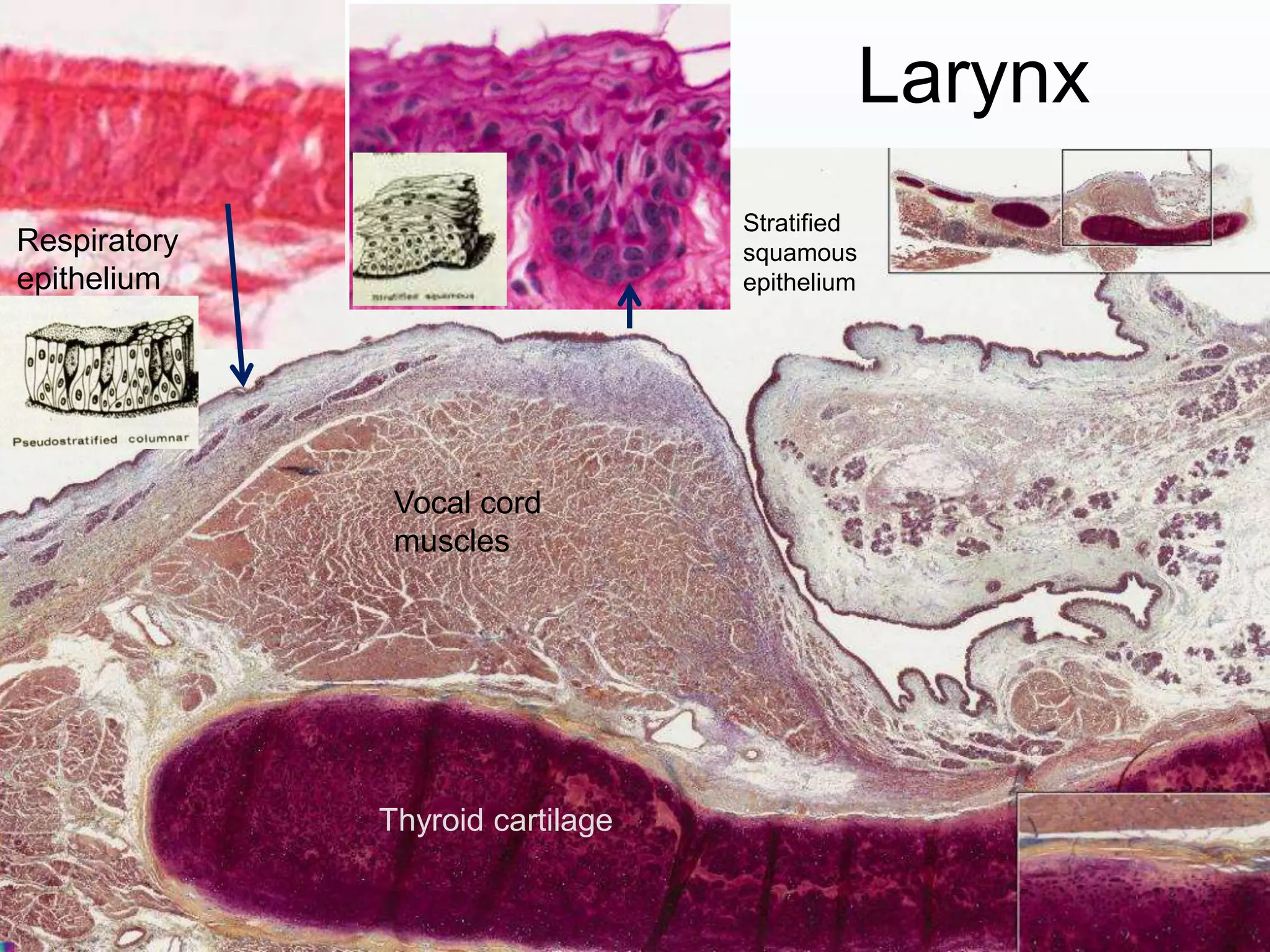 Histology of the Respiratory System | PPTX