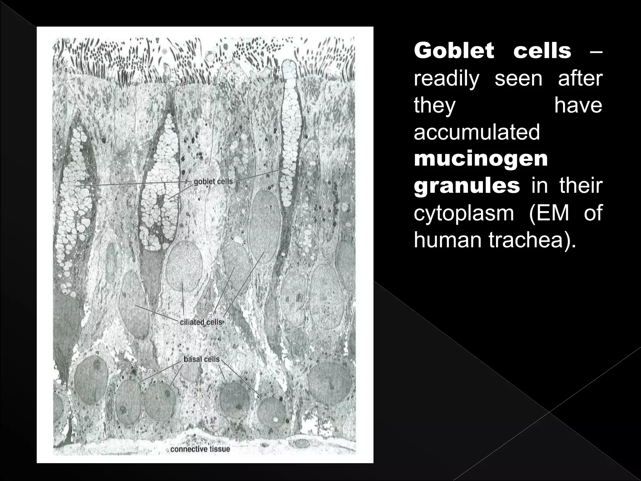 Histology of the Respiratory System | PPTX