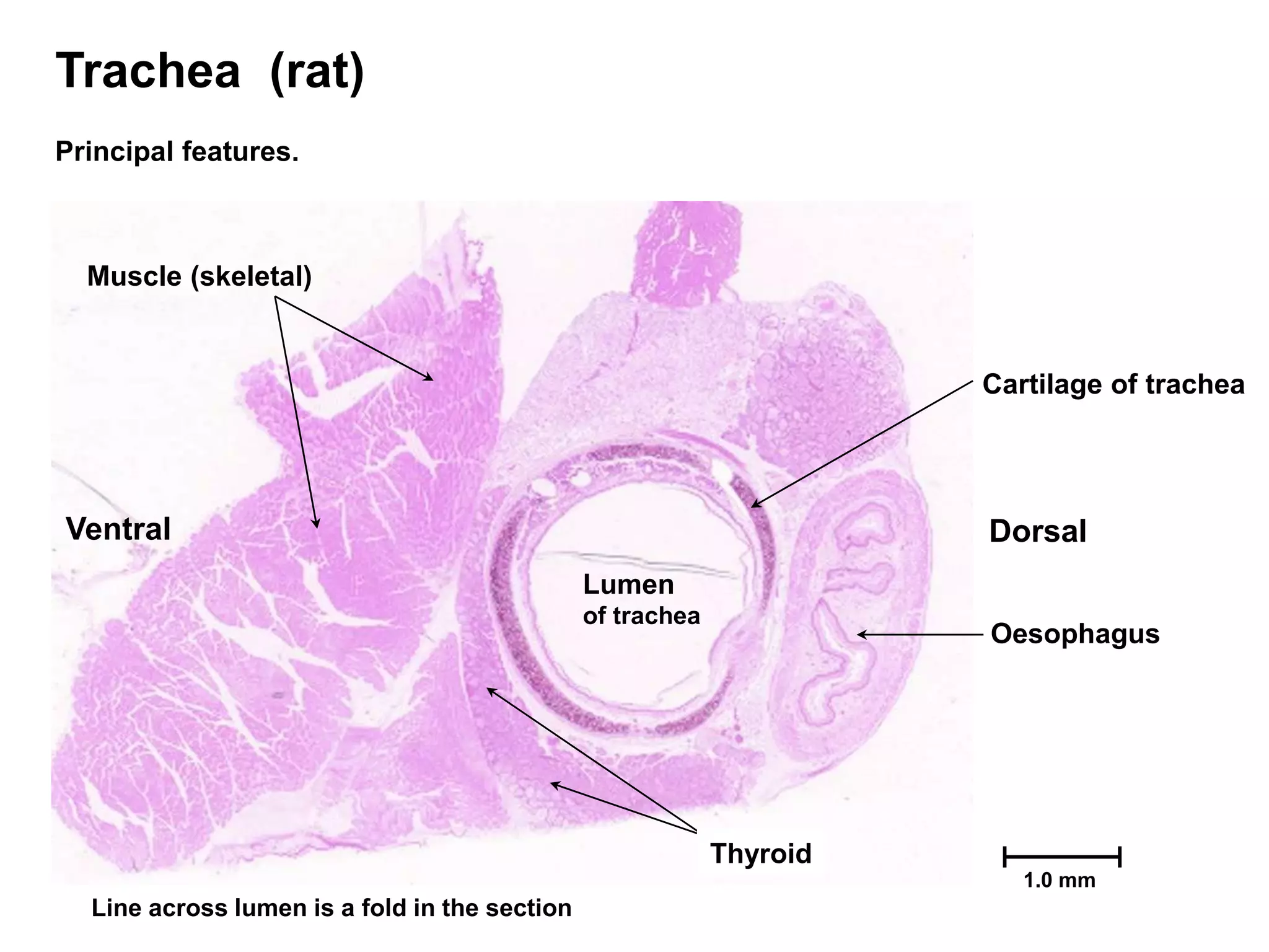 Histology of the Respiratory System | PPTX