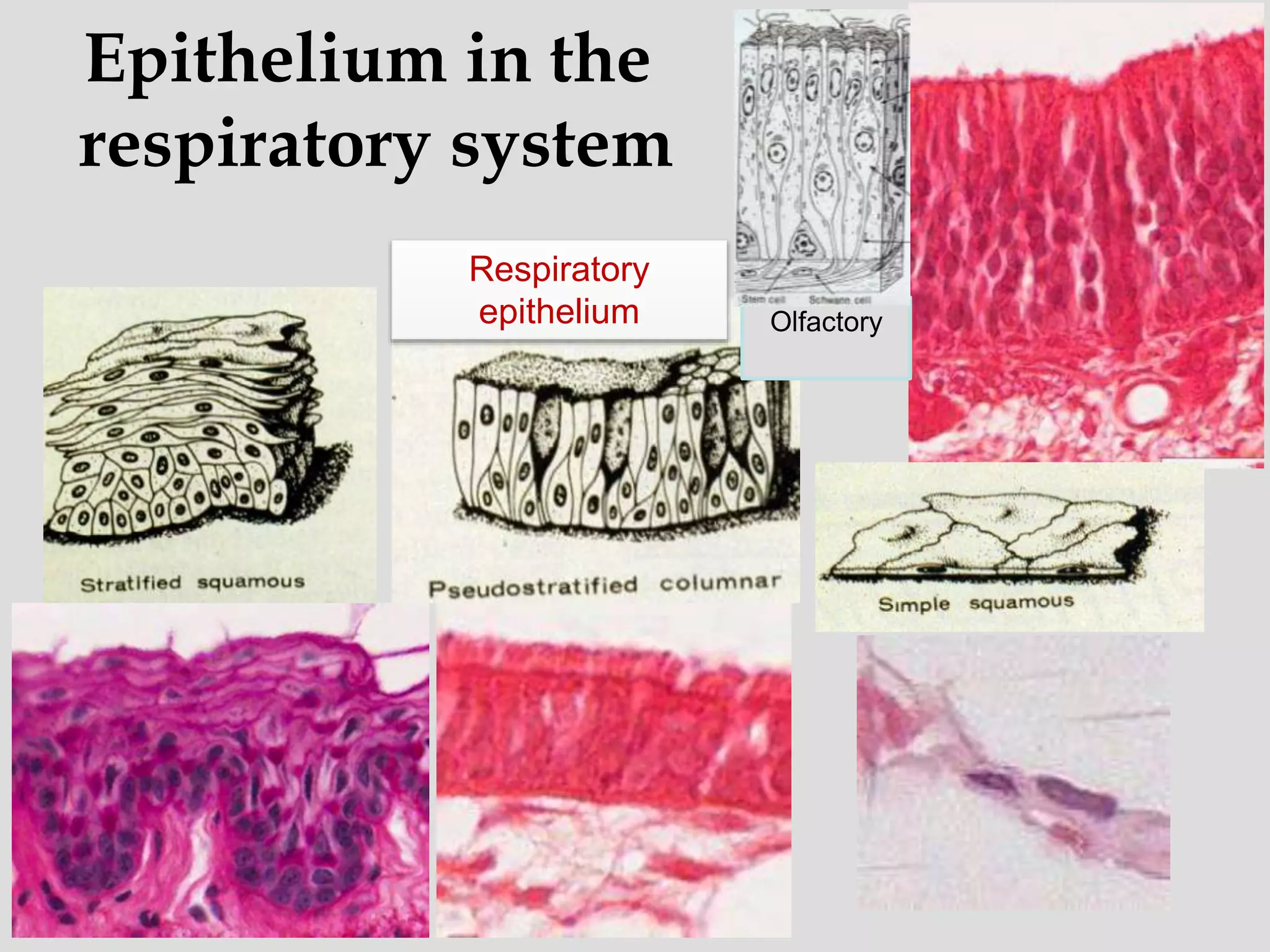Histology of the Respiratory System | PPTX