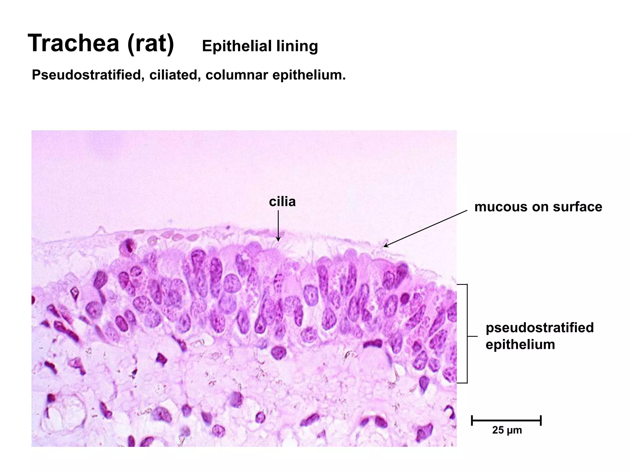 Histology of the Respiratory System | PPTX