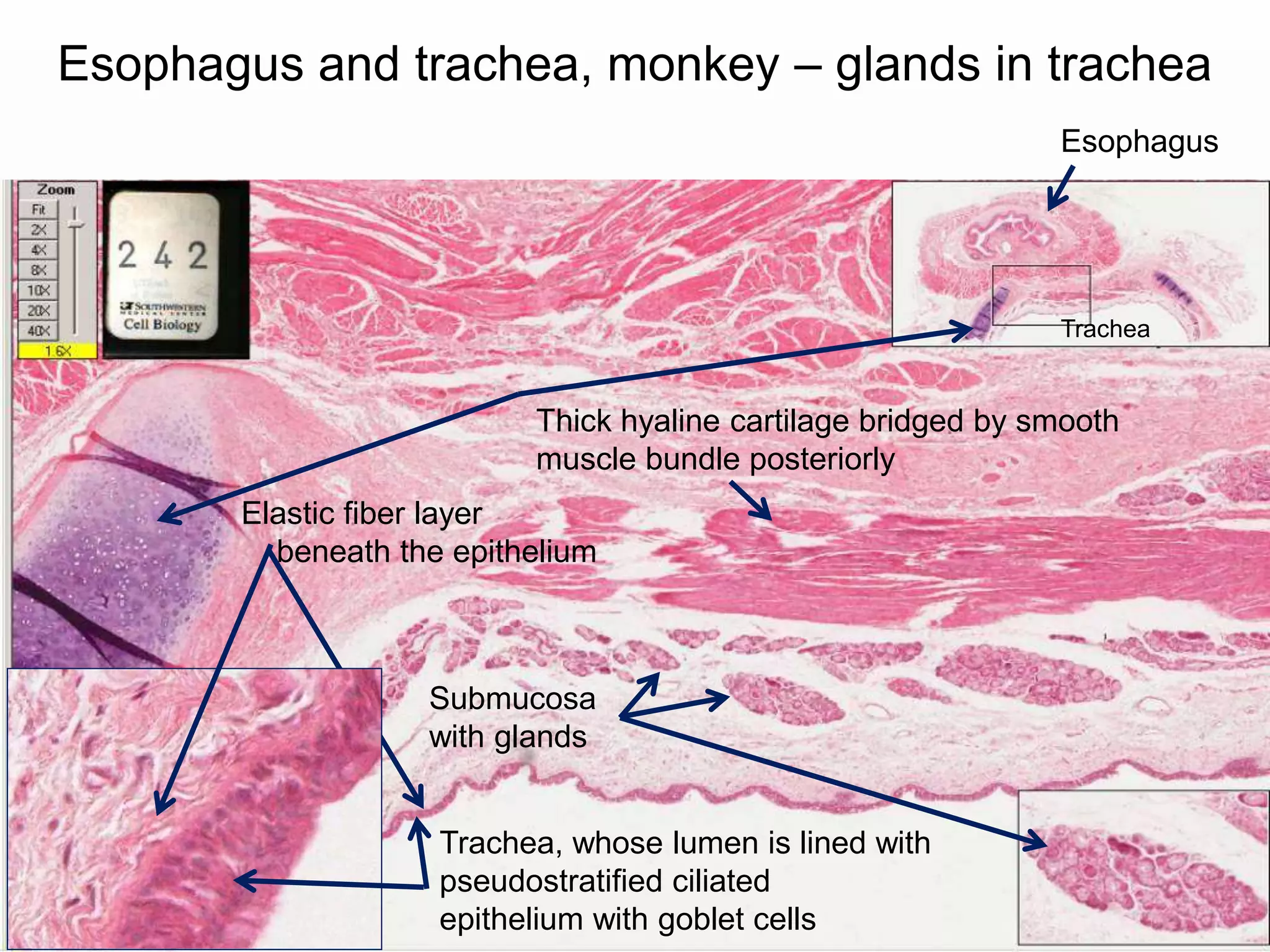 Histology of the Respiratory System | PPTX