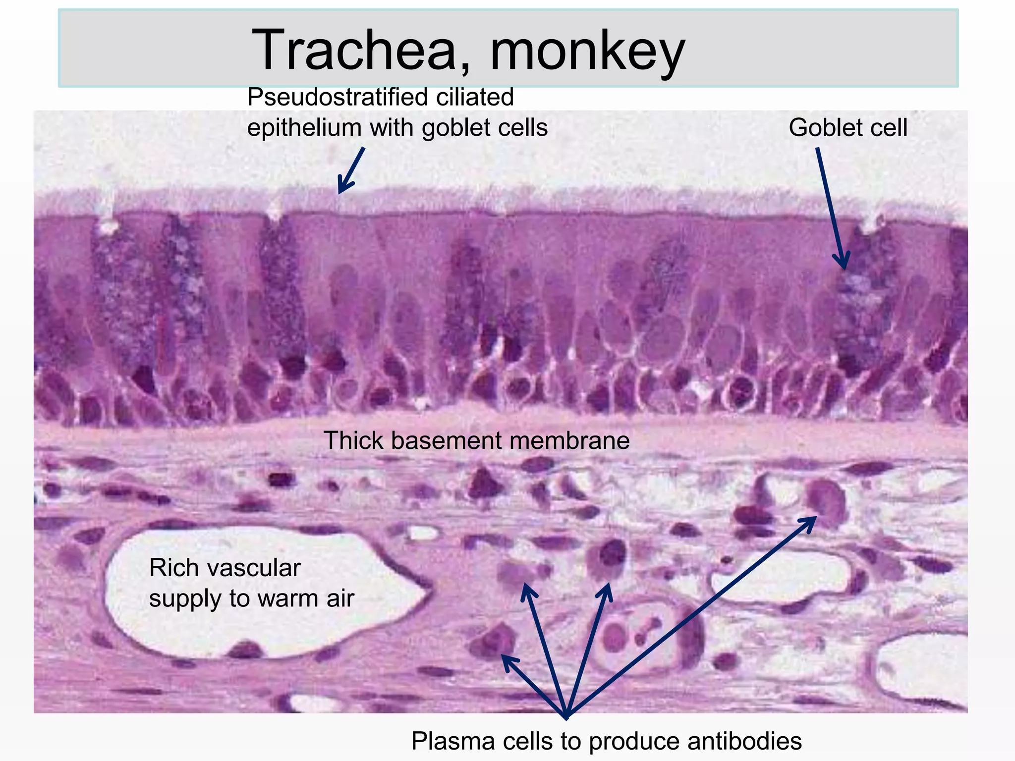 Histology of the Respiratory System | PPTX