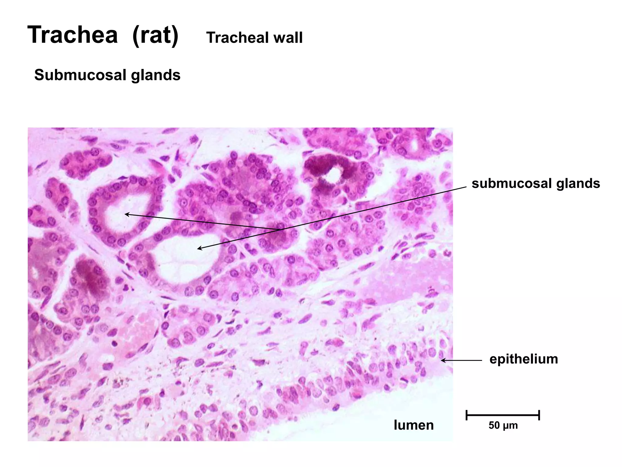 Histology of the Respiratory System | PPTX