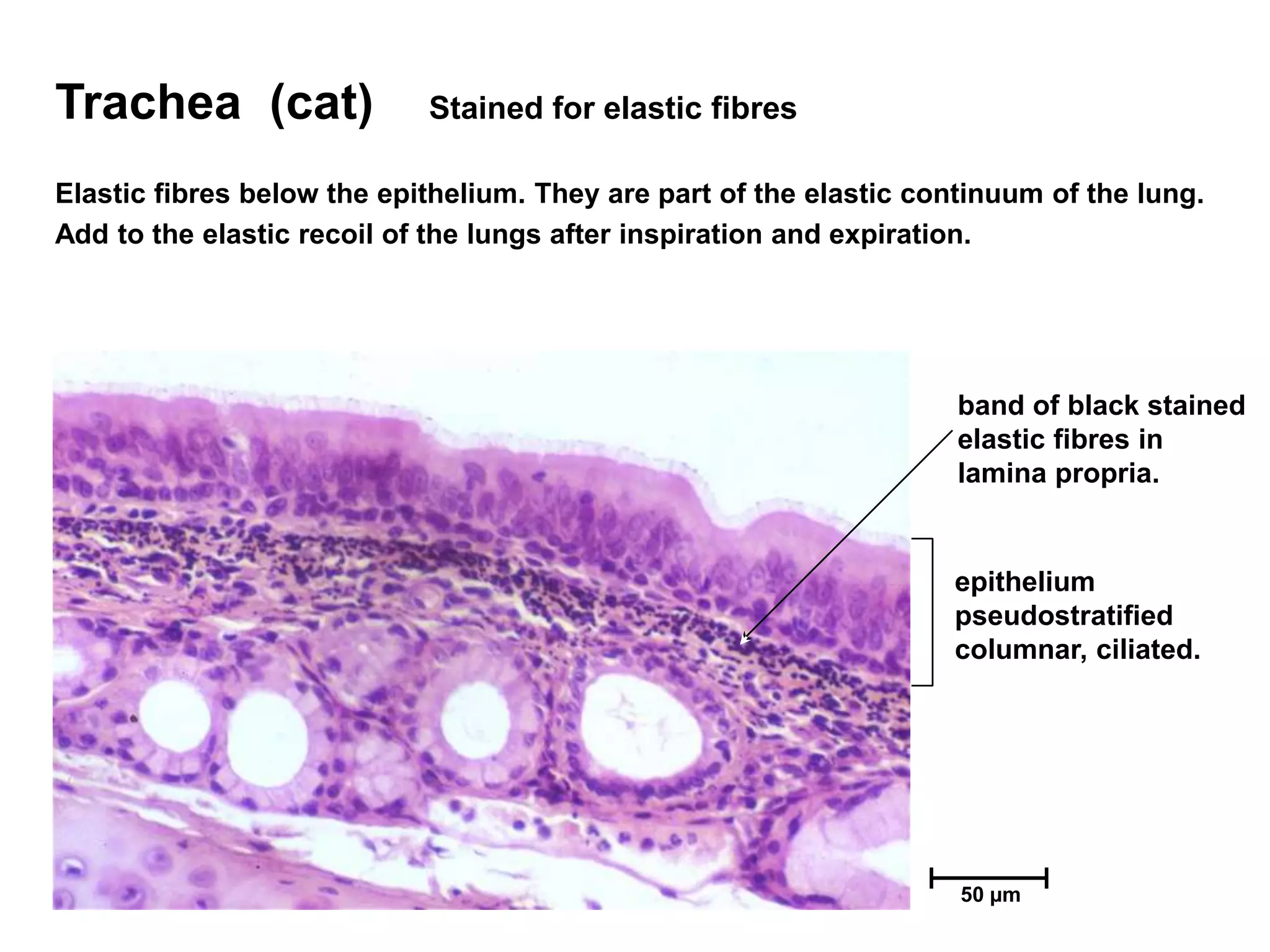 Histology of the Respiratory System | PPTX
