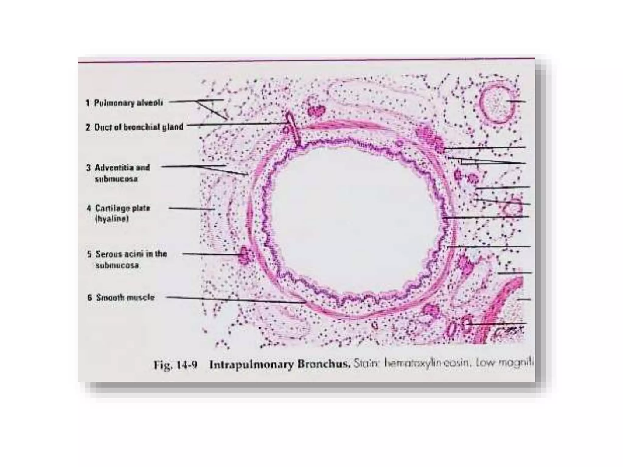 Histology of the Respiratory System | PPTX