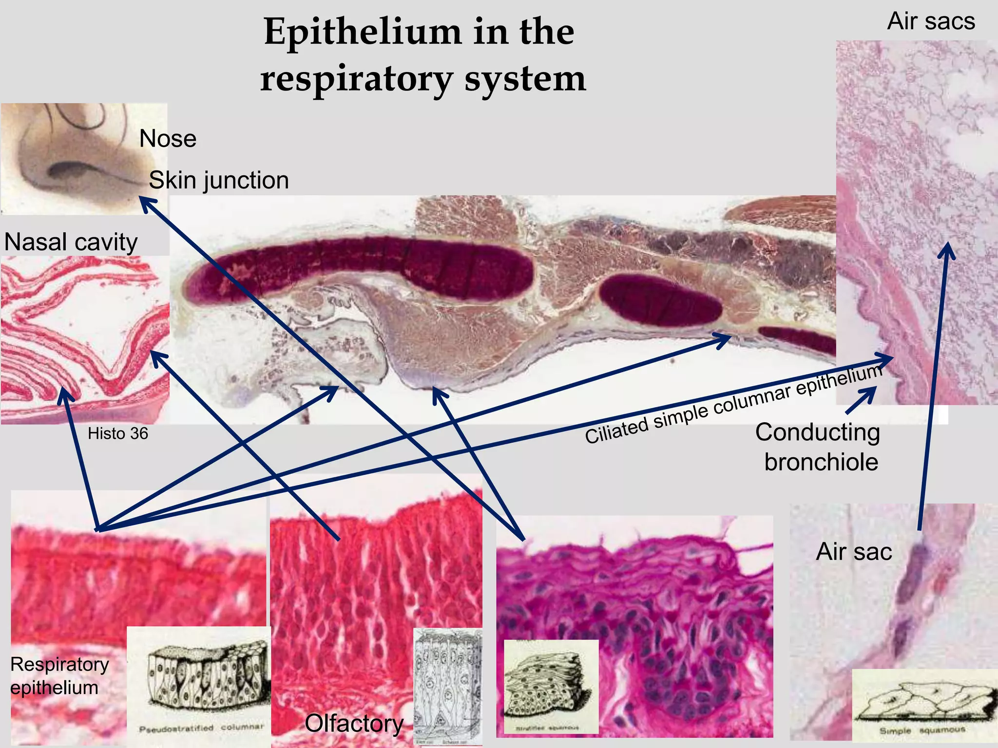 Histology of the Respiratory System | PPTX