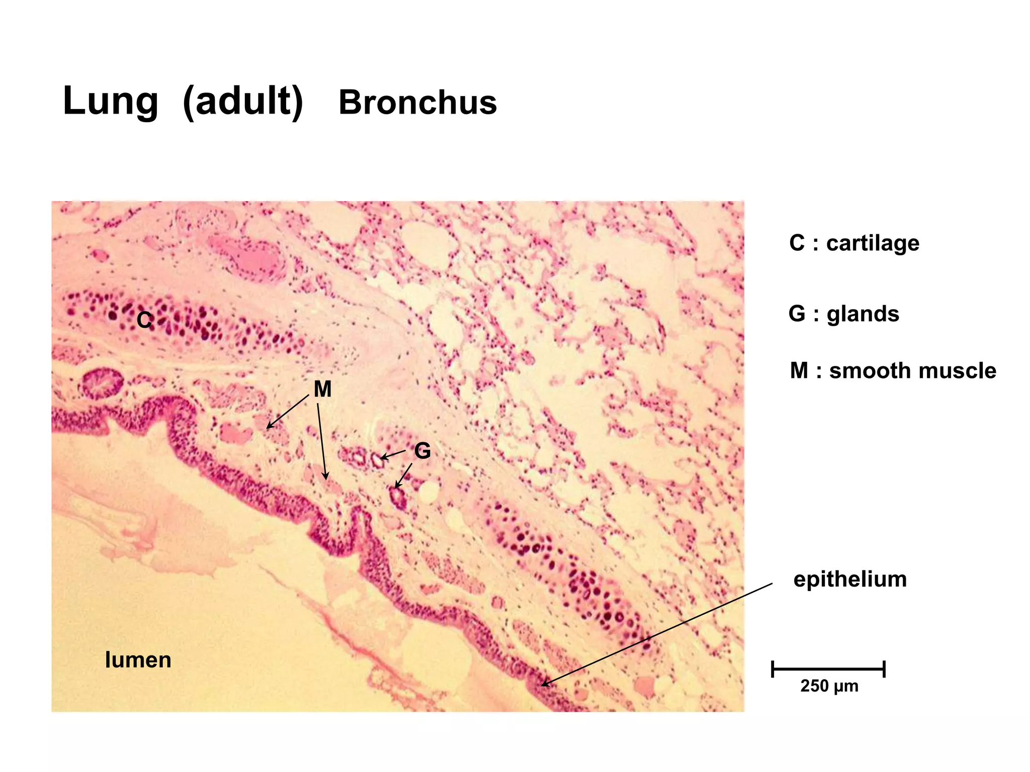 Histology of the Respiratory System | PPTX