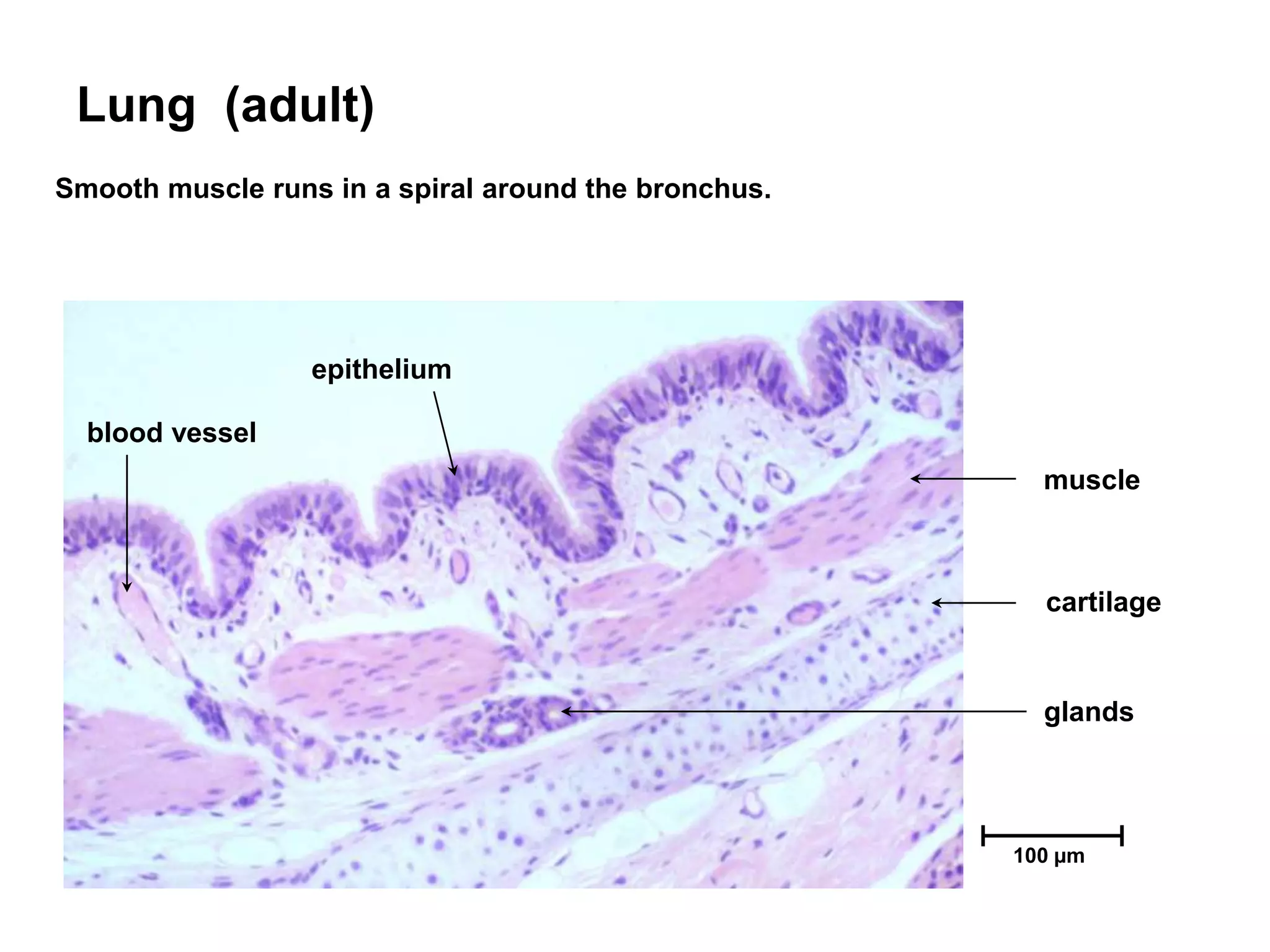 Histology of the Respiratory System | PPTX