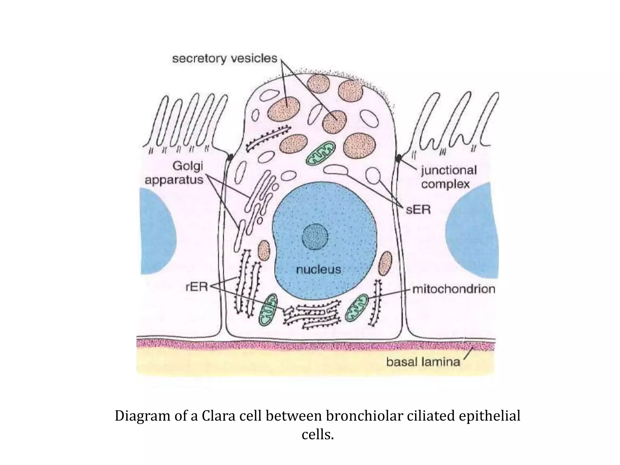 Histology of the Respiratory System | PPTX