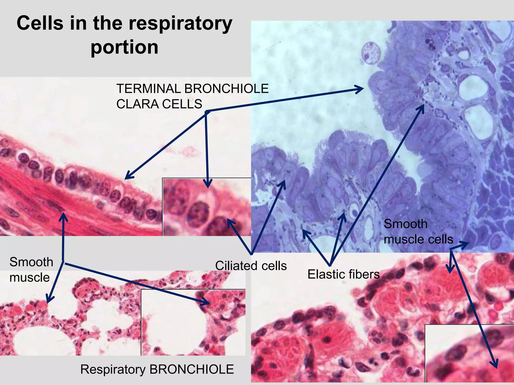 Histology of the Respiratory System | PPTX