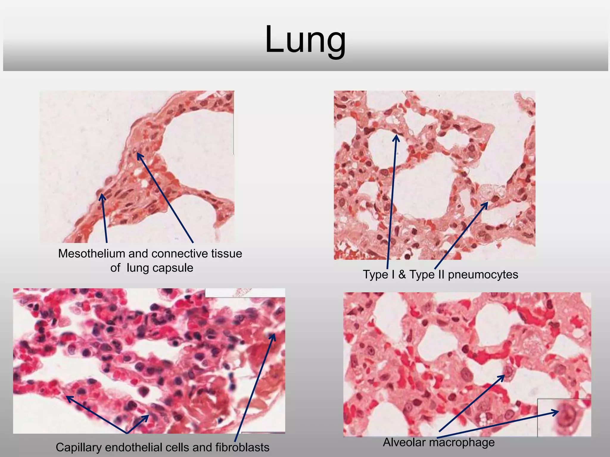 Histology of the Respiratory System | PPTX