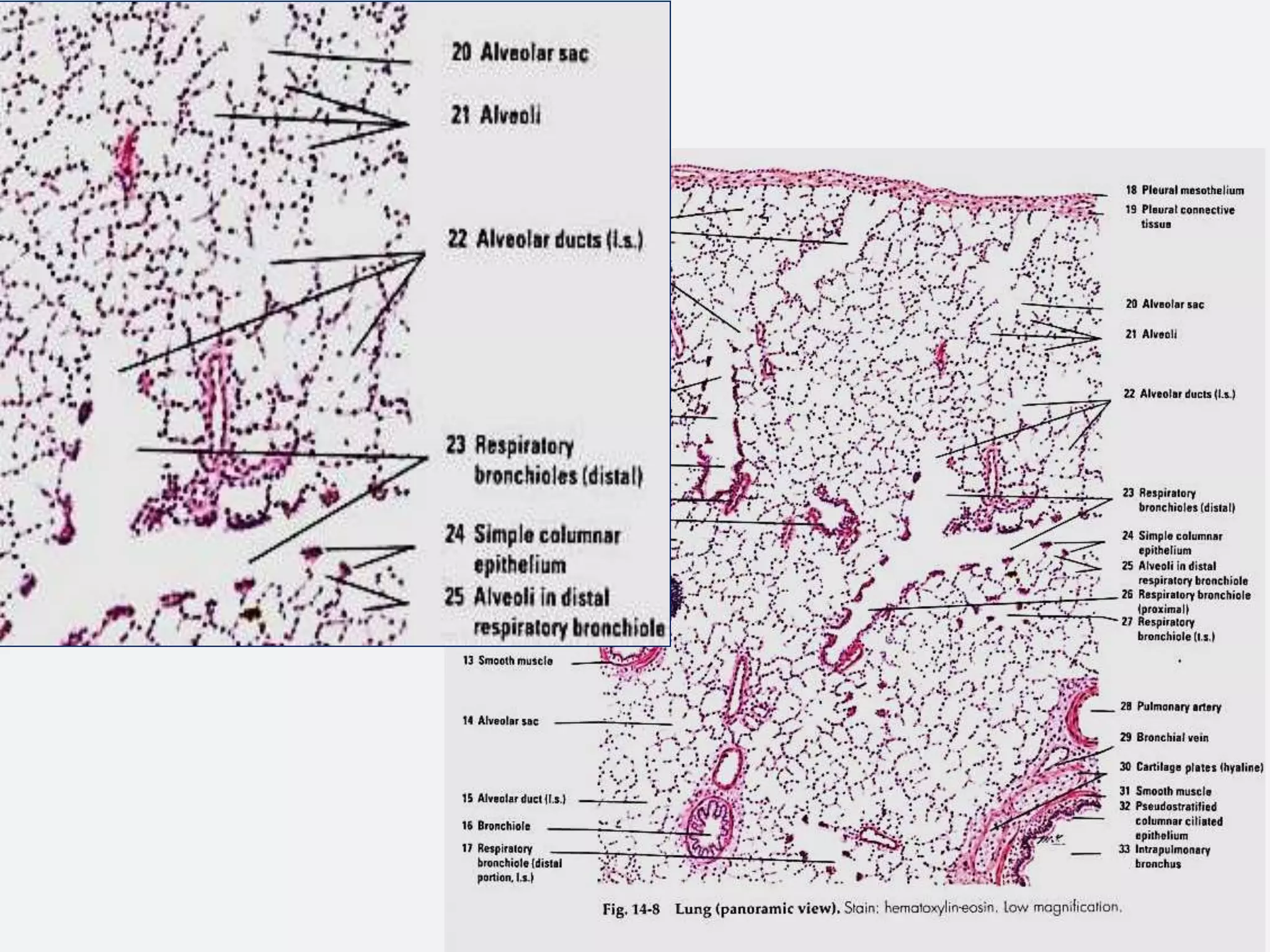 Histology of the Respiratory System | PPTX