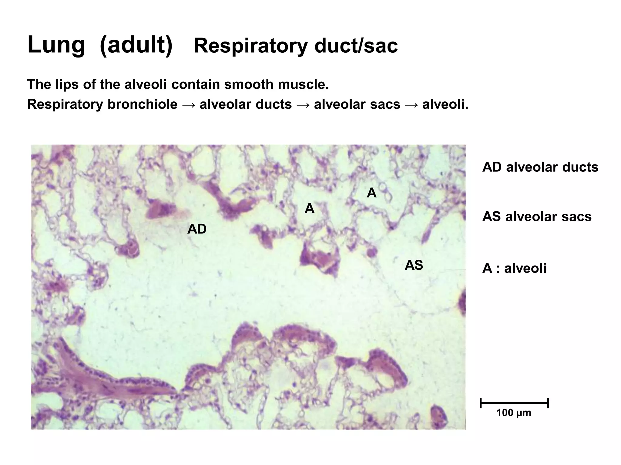 Histology of the Respiratory System | PPTX