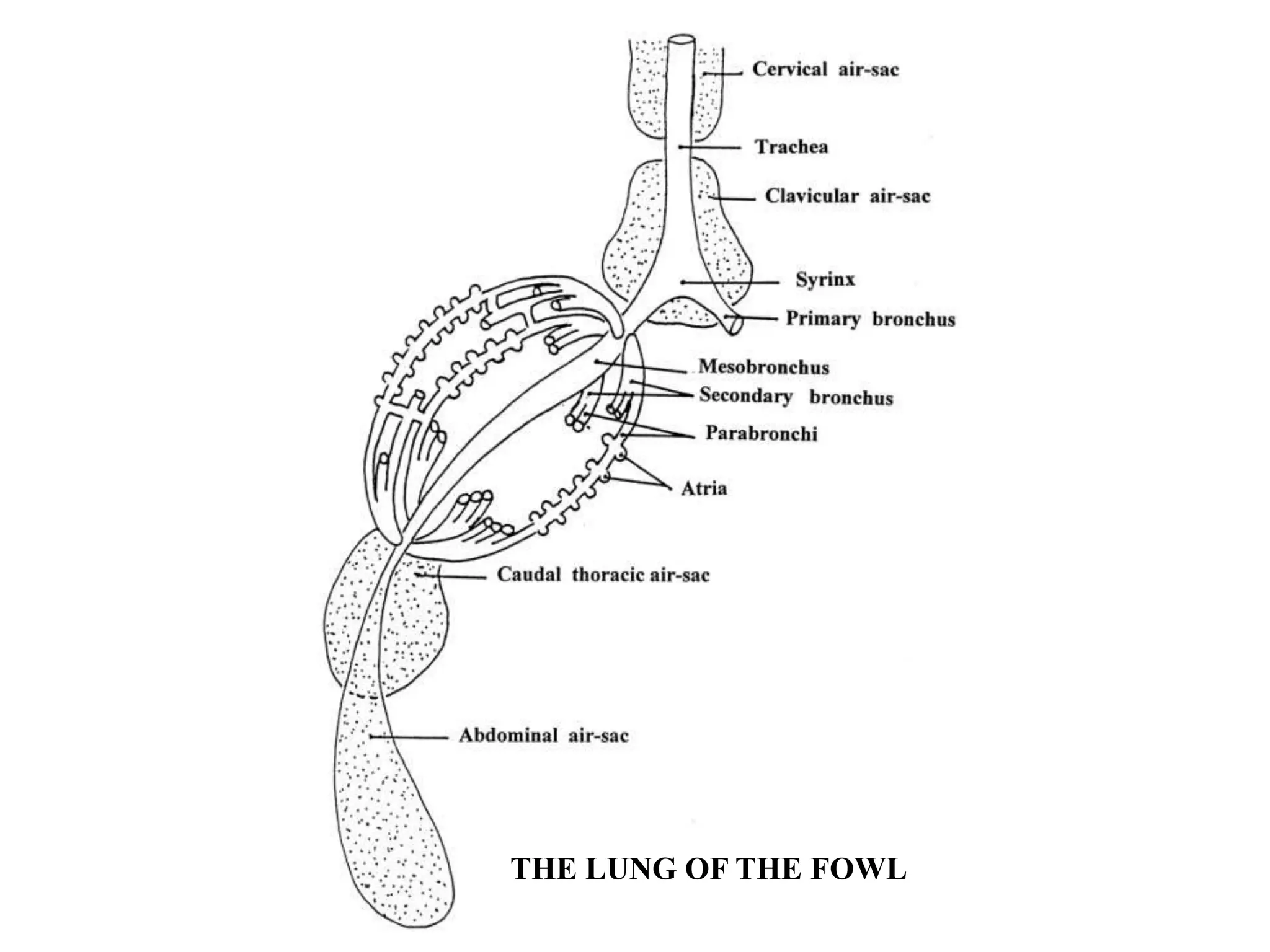 Histology of the Respiratory System | PPTX