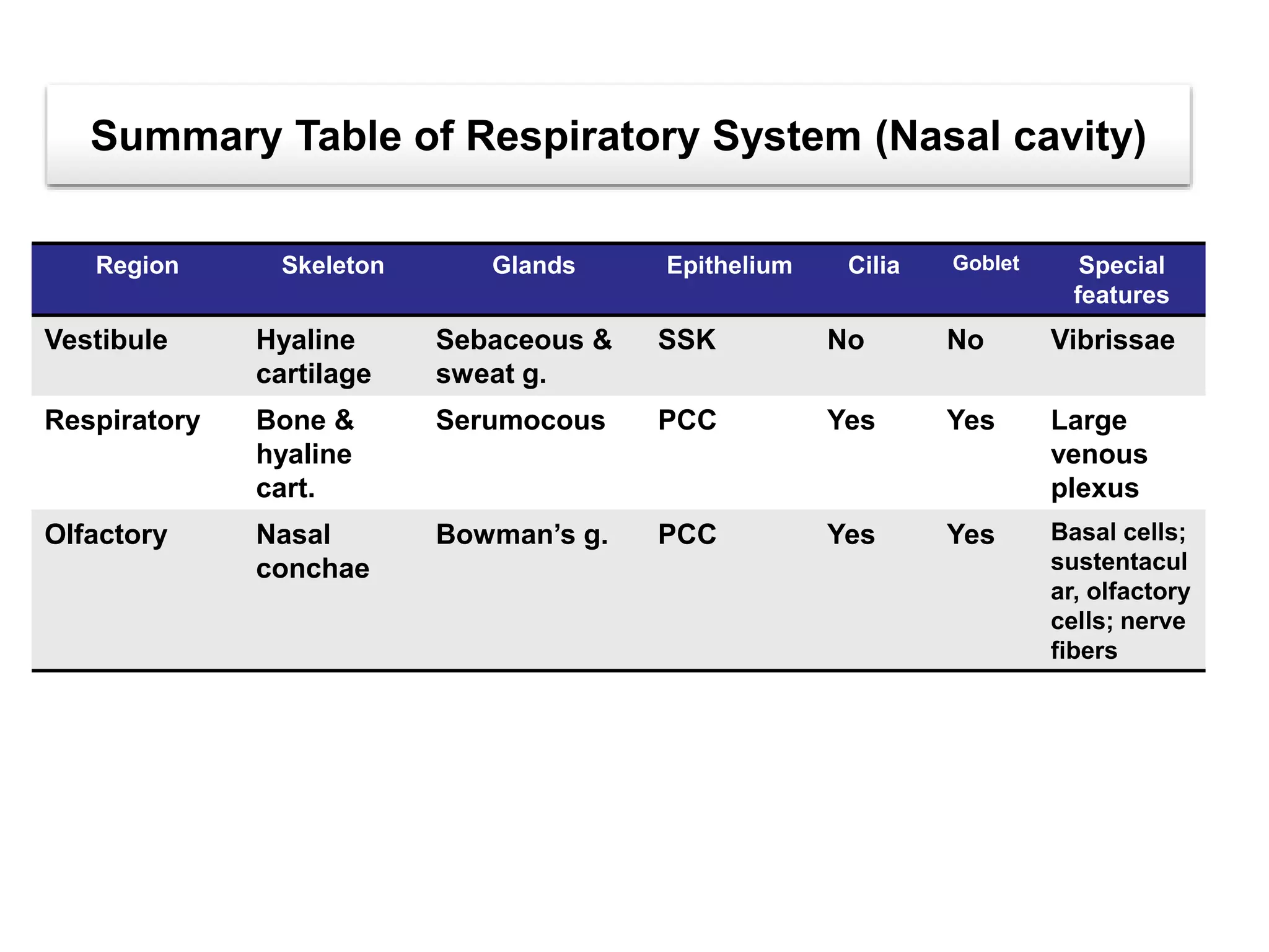 Histology of the Respiratory System | PPTX