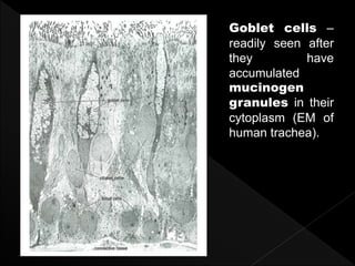 Histology of the Respiratory System | PPTX