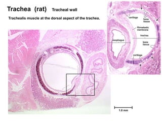 Trachealis Muscle Histology
