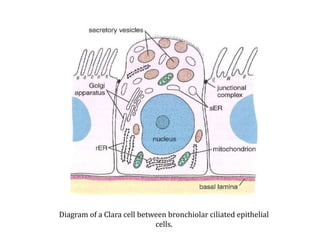 Histology of the Respiratory System | PPTX
