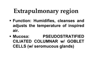Histology of the Respiratory System | PPTX