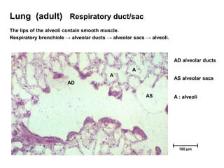 Histology of the Respiratory System | PPTX
