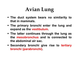 Histology of the Respiratory System | PPTX