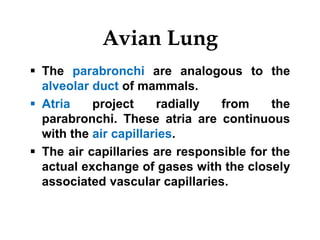 Histology of the Respiratory System | PPTX