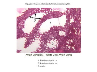 Histology of the Respiratory System | PPTX