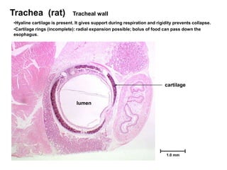 Trachealis Muscle Histology