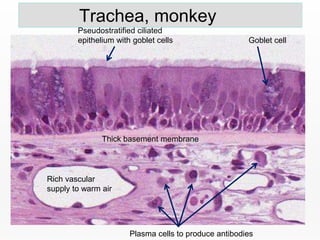 Trachea Histology Goblet Cells