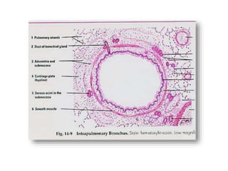 Bronchus Slide Labelled