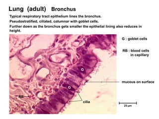 Secondary Bronchus Histology